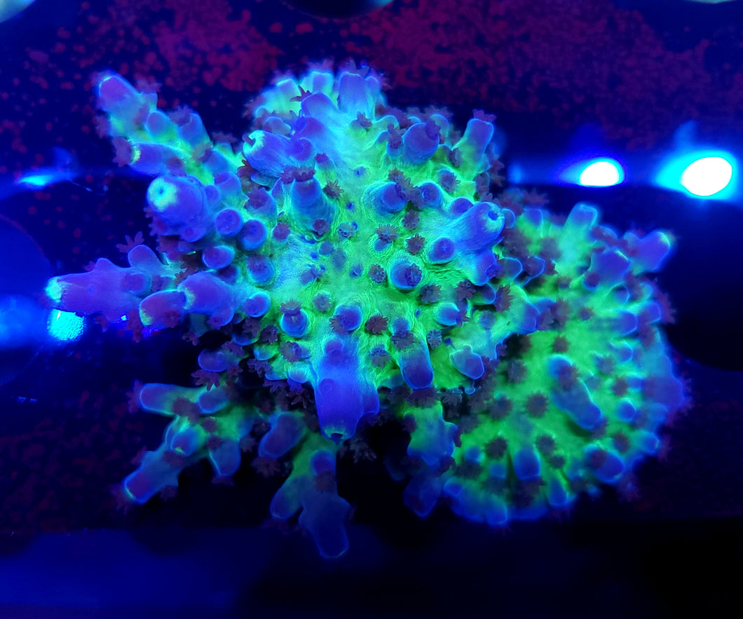 Cali Tort Acropora – Monsoon Bay Tropicals