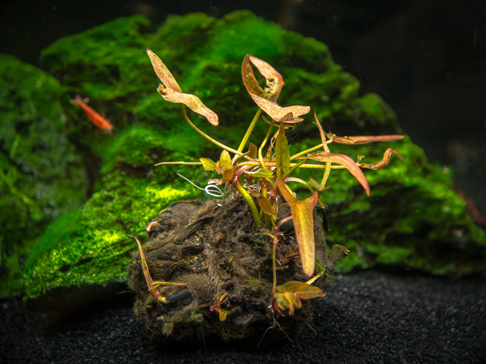 Dwarf Aquarium Lily (Nymphaea stellata) – Monsoon Bay Tropicals