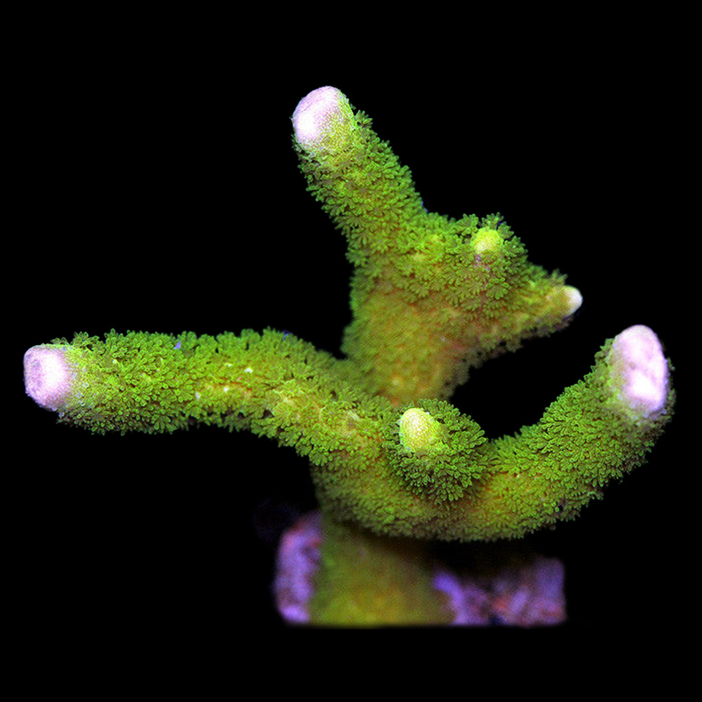 Green Digi Montipora – Monsoon Bay Tropicals