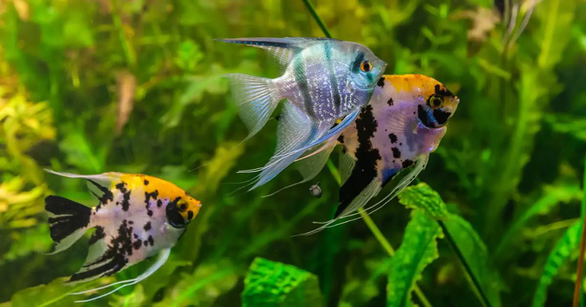 Assorted Angelfish (Pterophyllum scalare) – Monsoon Bay Tropicals