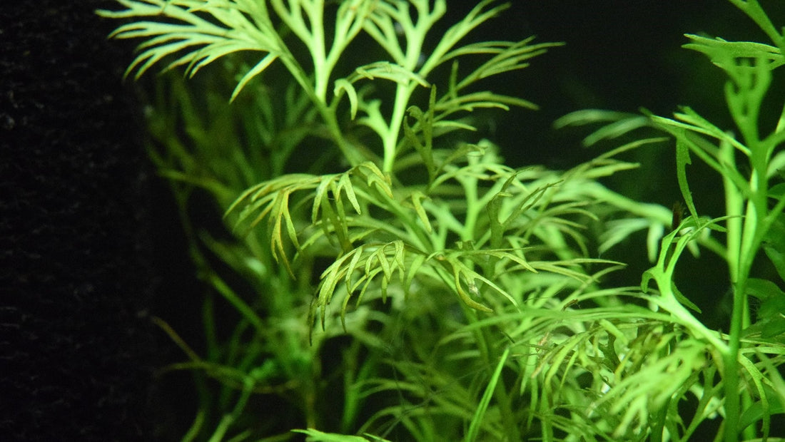 Water Sprite Fern (Ceratopteris sp.) – Monsoon Bay Tropicals